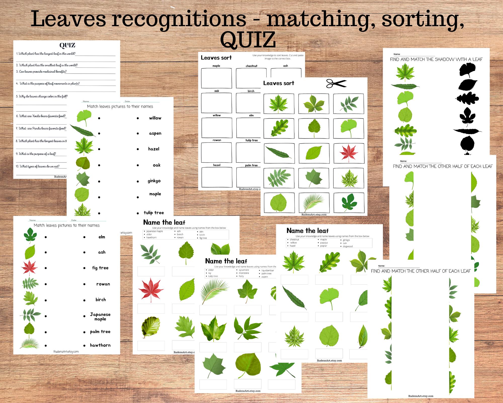 Leaves Unit Study, Leaf Anatomy, Three-part Cards, Montessori Materials ...