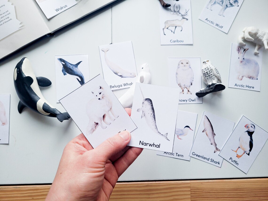 Arctic Animals Flashcards Arctic Animals 3 Part Cards | Etsy