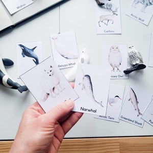 Arctic Animals Flashcards, Arctic Animals 3 Part Cards, Montessori ...