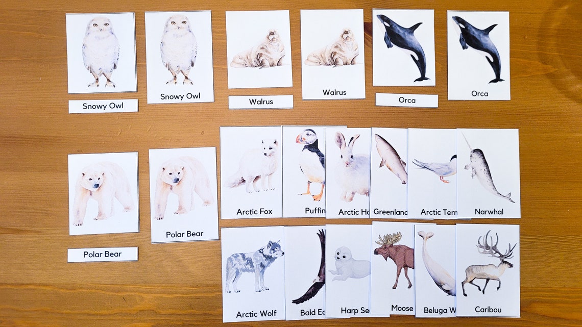 Arctic Animals Flashcards Arctic Animals 3 Part Cards | Etsy