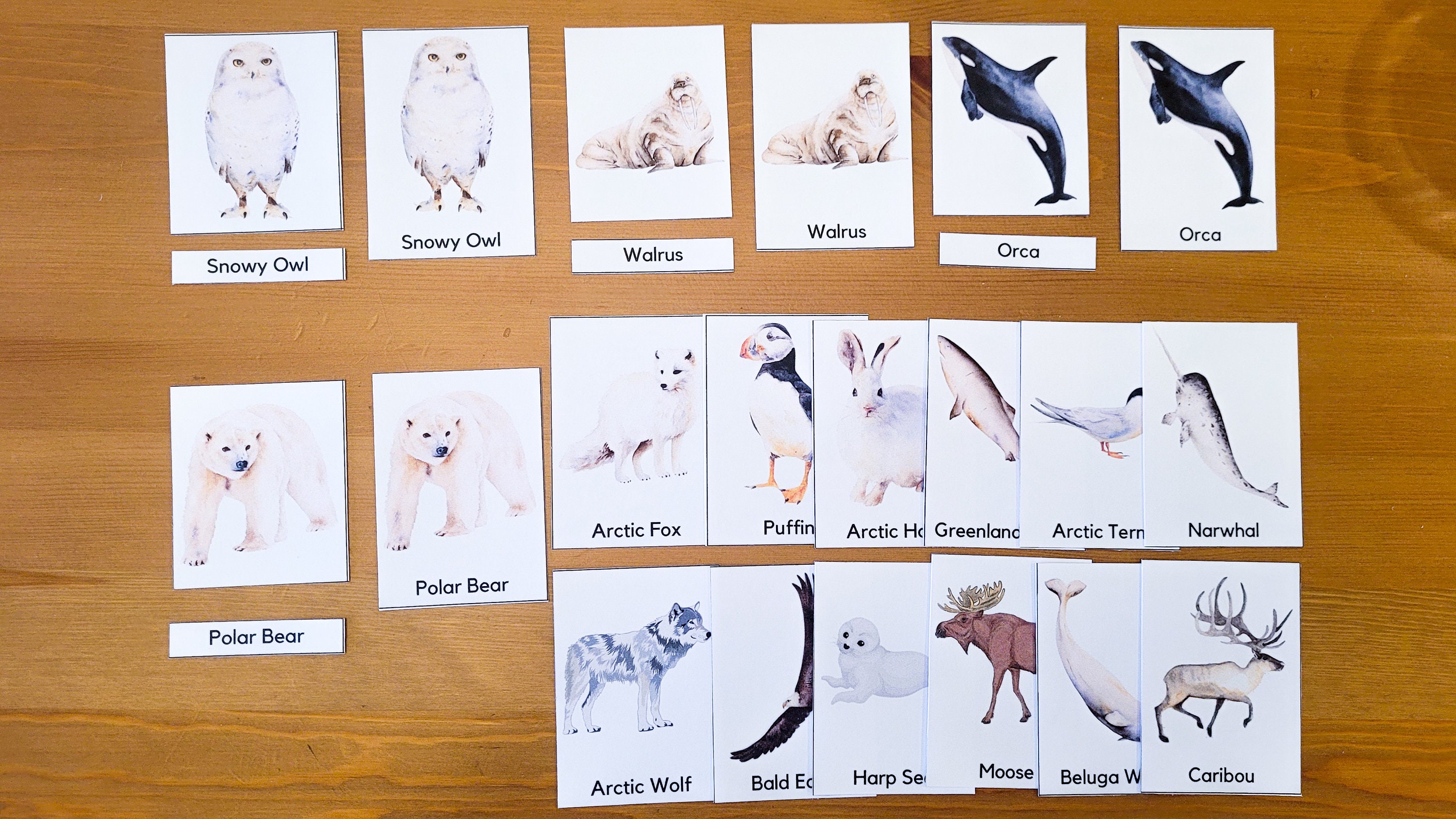 Arctic Animals Flashcards Arctic Animals 3 Part Cards | Etsy