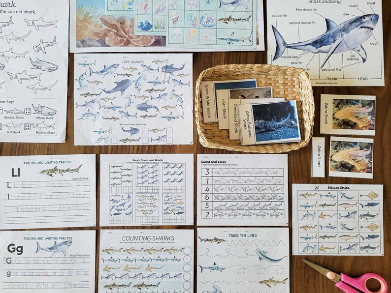 Shark Unit Study Shark Anatomy and Shark Species Three-part - Etsy