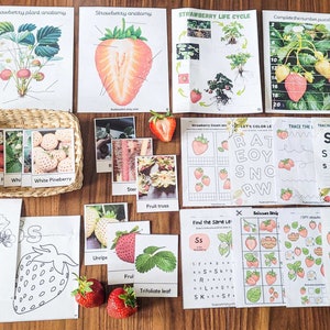 Strawberry Unit Study, Strawberry Anatomy and Strawberry Varieties ...
