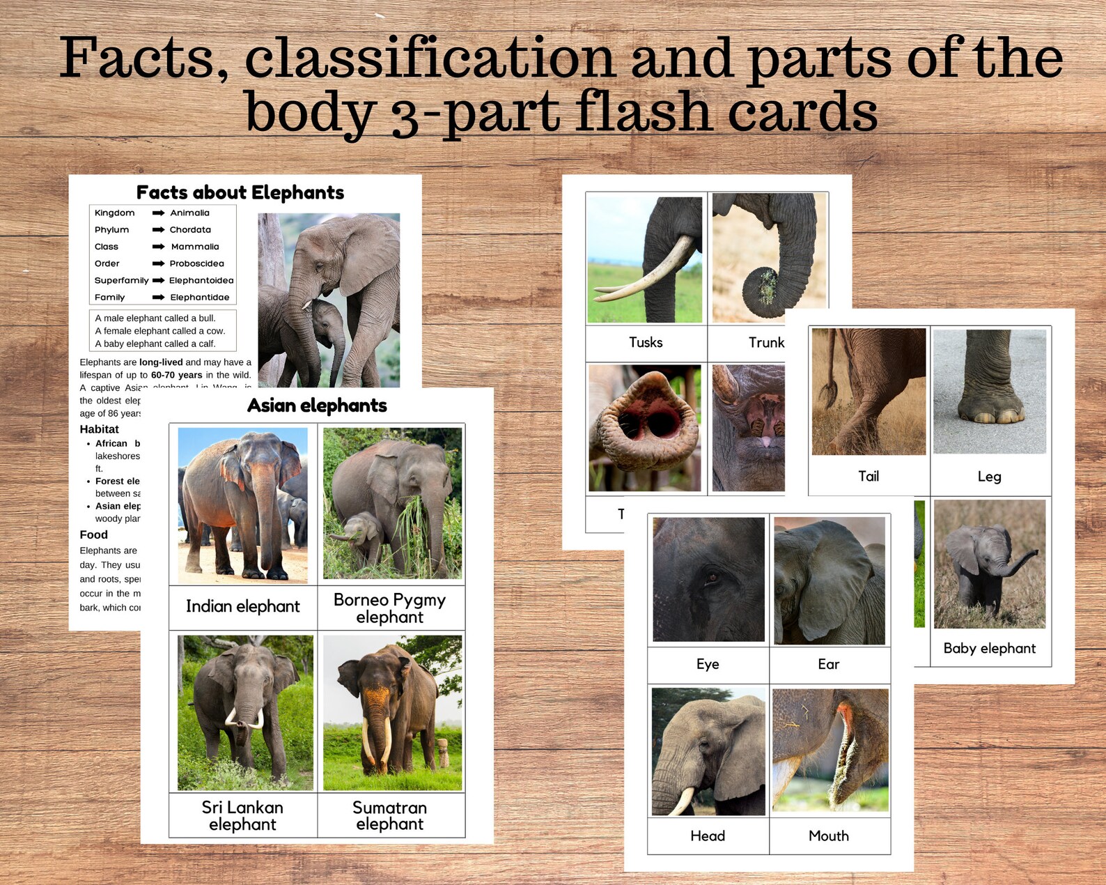 Elephant Unit Study, Elephant Anatomy and Species Three Part Cards ...