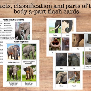 Elephant Unit Study, Elephant Anatomy and Species Three Part Cards ...
