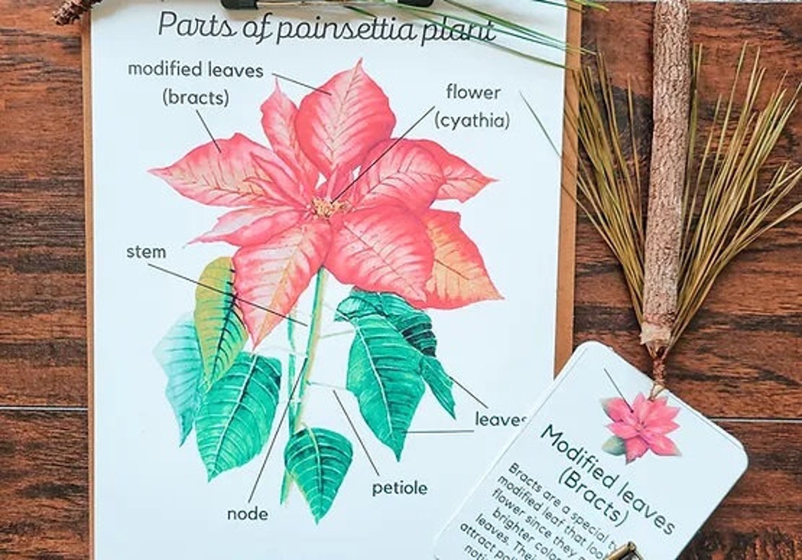 Poinsettia Unit Study Poinsettia Anatomy and Life Cycle - Etsy Canada