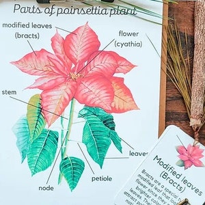 Poinsettia Unit Study, Poinsettia Anatomy and Life Cycle, Poinsettia ...