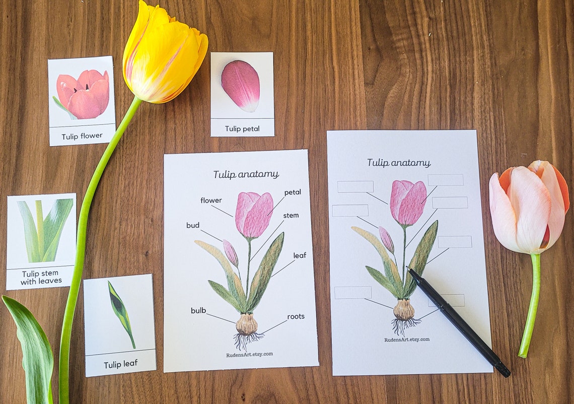 Tulip Anatomy Mini Study Tulip Learning Pack Tulips - Etsy
