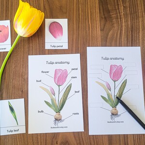 Tulip Anatomy Mini Study, Tulip Learning Pack - Tulips Flashcards ...