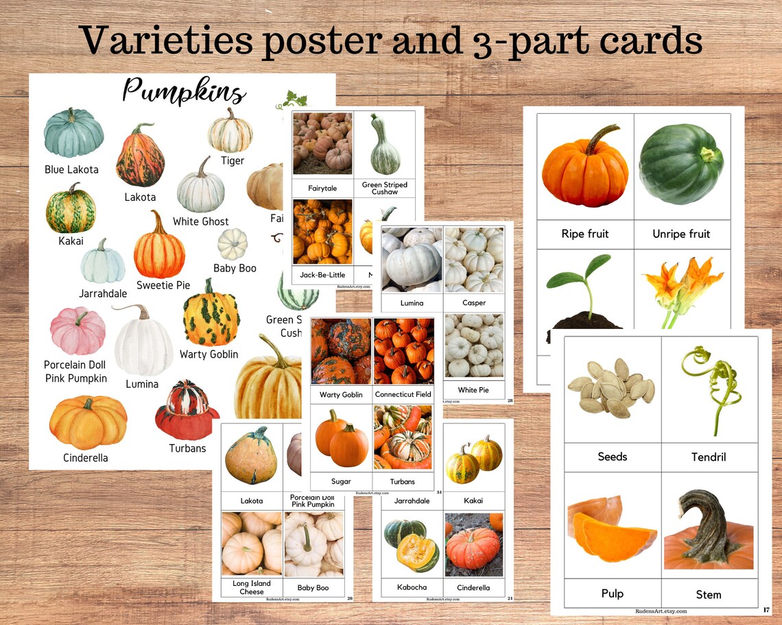 Pumpkin Unit Study Pumpkin Anatomy and Life Cycle Pumpkin - Etsy