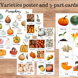 Pumpkin Unit Study, Pumpkin Anatomy and Life Cycle, Pumpkin Varieties ...