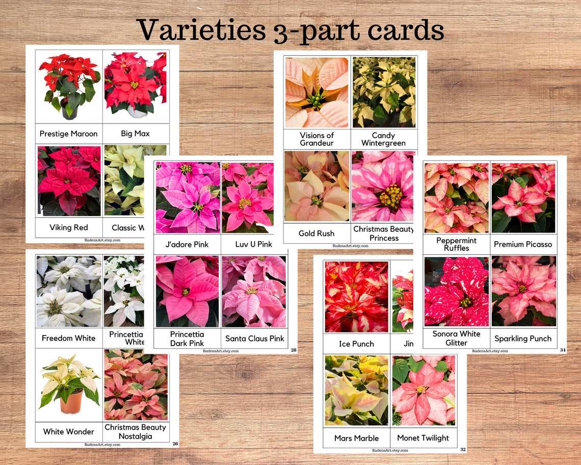 Poinsettia Unit Study Poinsettia Anatomy and Life Cycle - Etsy Canada