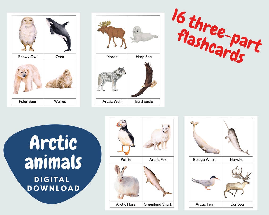 Arctic Animals Flashcards Arctic Animals 3 Part Cards | Etsy