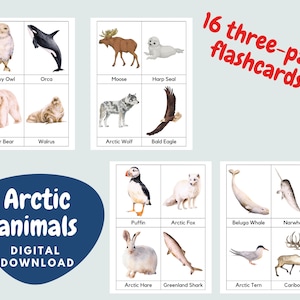 Arctic Animals Flashcards, Arctic Animals 3 Part Cards, Montessori ...