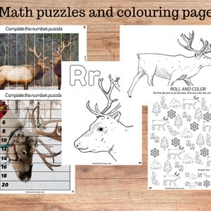 Reindeer Unit Study, Reindeer Anatomy, Caribou Life Cycle, Art, Poetry ...