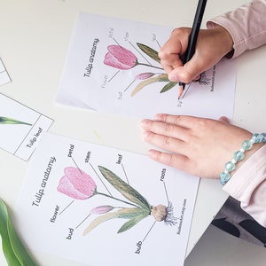 Tulip Anatomy Mini Study, Tulip Learning Pack - Tulips Flashcards ...