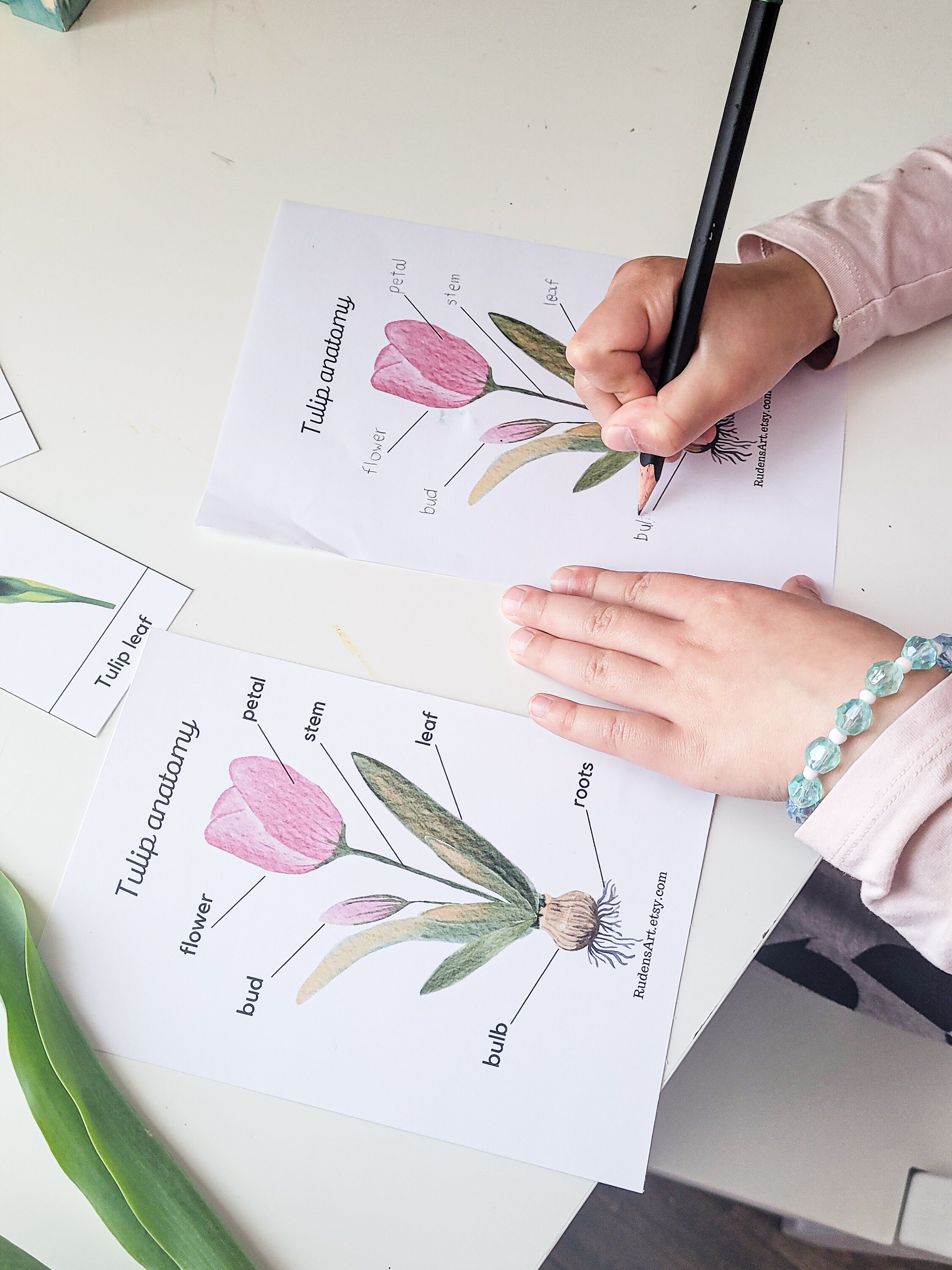 Tulip Anatomy Mini Study Tulip Learning Pack Tulips - Etsy