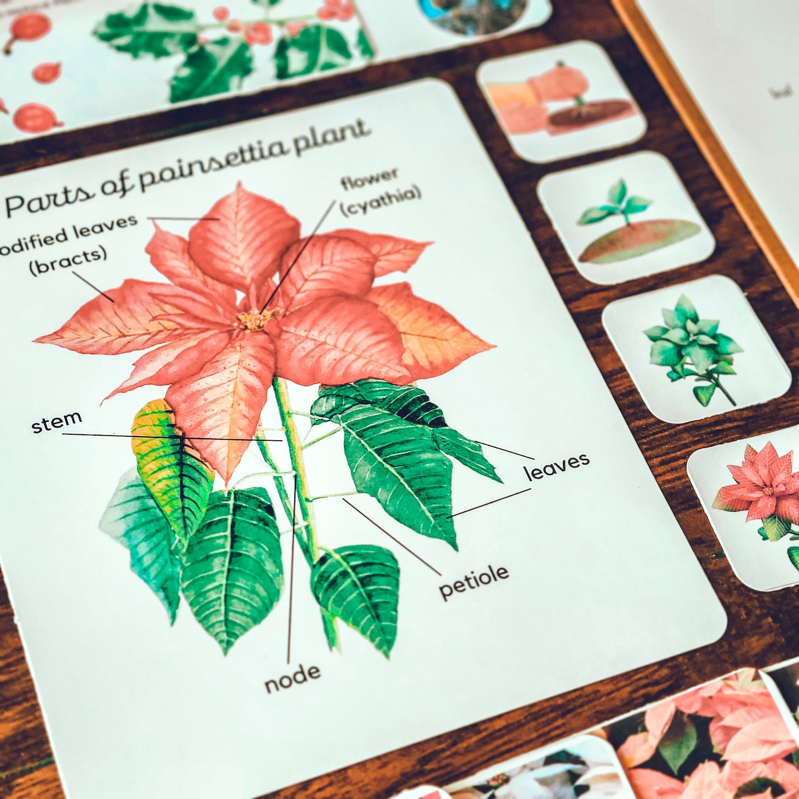 Poinsettia Unit Study Poinsettia Anatomy and Life Cycle - Etsy