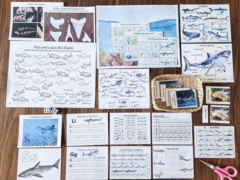 Shark Unit Study Shark Anatomy and Shark Species Three-part | Etsy