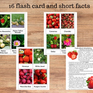 Strawberry Unit Study, Strawberry Anatomy and Strawberry Varieties ...