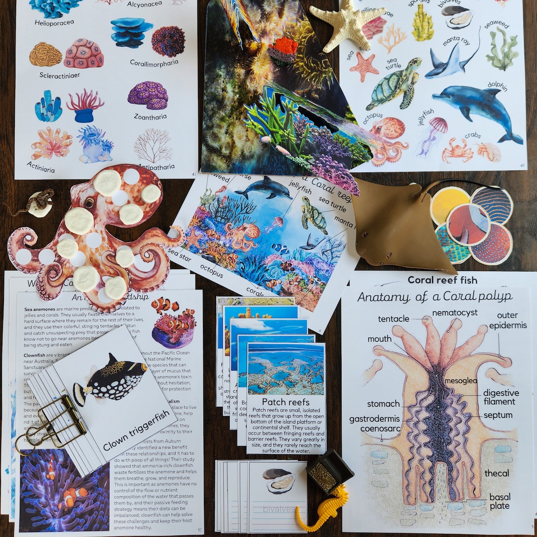 Coral Reef Unit Study, Corals and Tropical Fish Three Part Cards ...