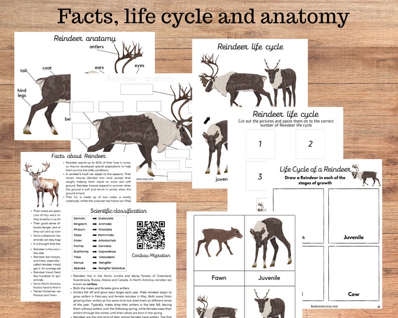 Reindeer Unit Study, Reindeer Anatomy, Caribou Life Cycle, Art, Poetry ...