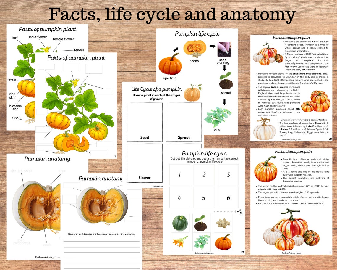 Pumpkin Unit Study Pumpkin Anatomy and Life Cycle Pumpkin - Etsy