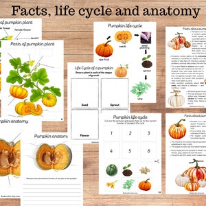 Pumpkin Unit Study, Pumpkin Anatomy and Life Cycle, Pumpkin Varieties ...
