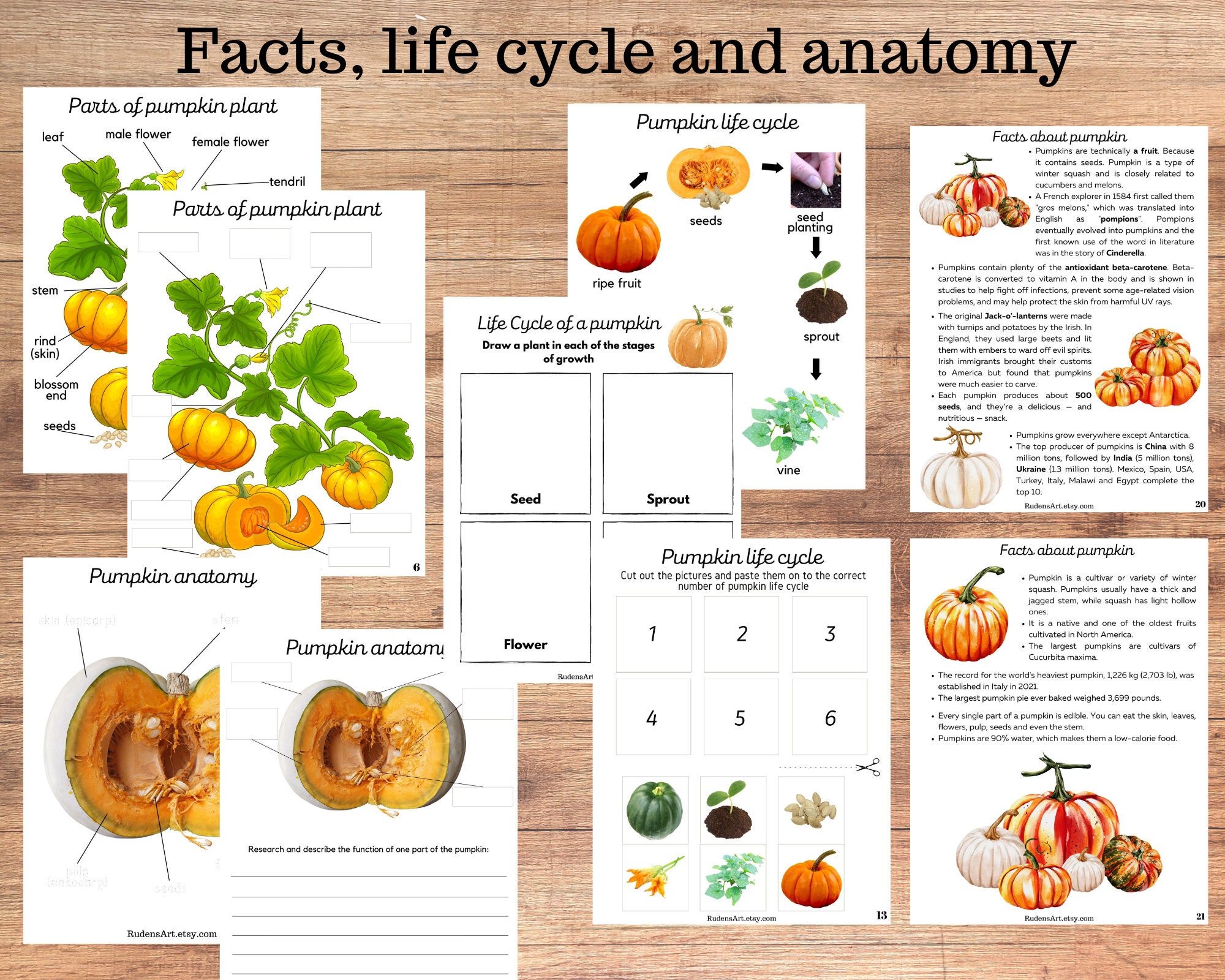 Pumpkin Unit Study, Pumpkin Anatomy and Life Cycle, Pumpkin Varieties ...