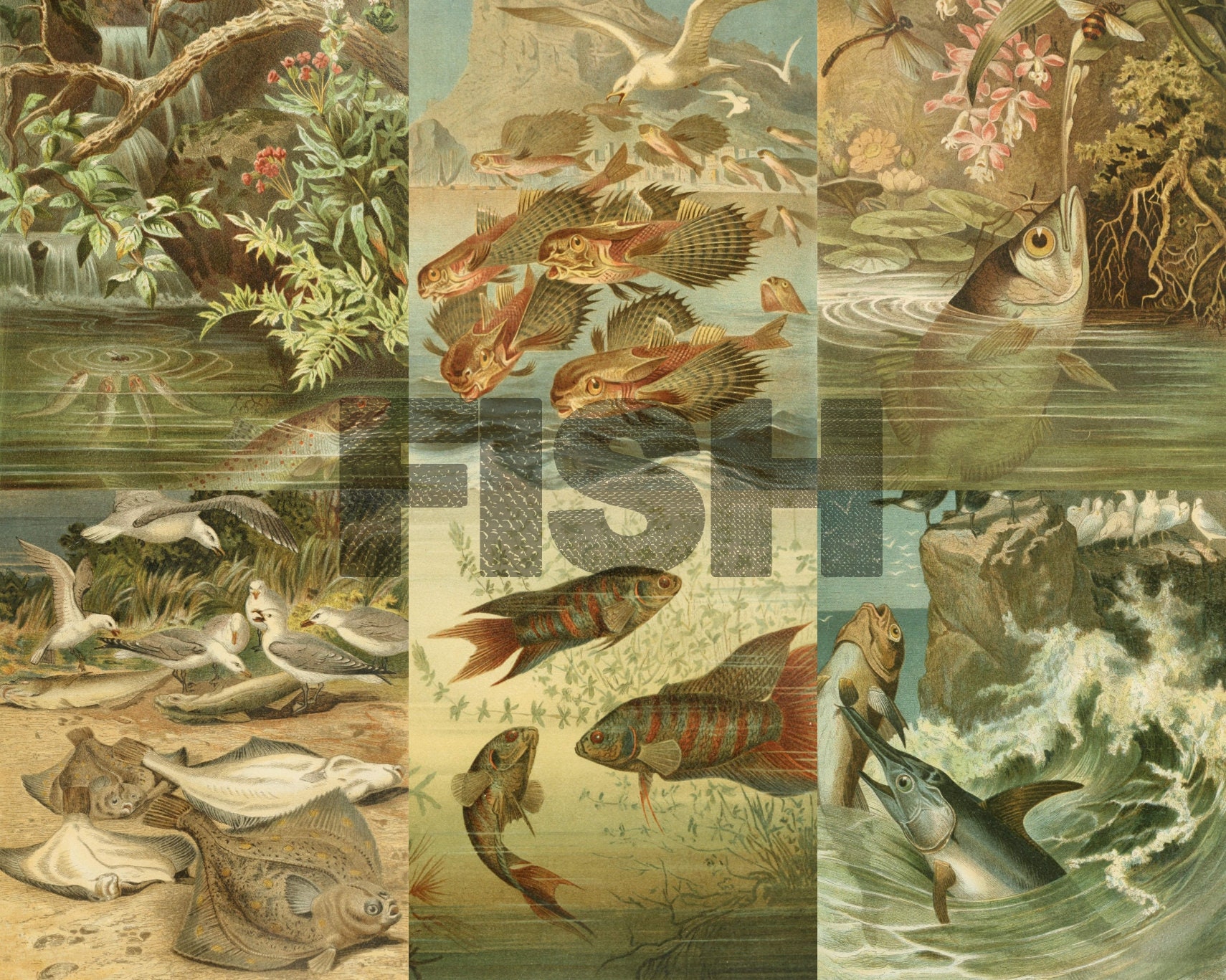 Collection of Vintage Scientific Illustrations Large Digital Download ...