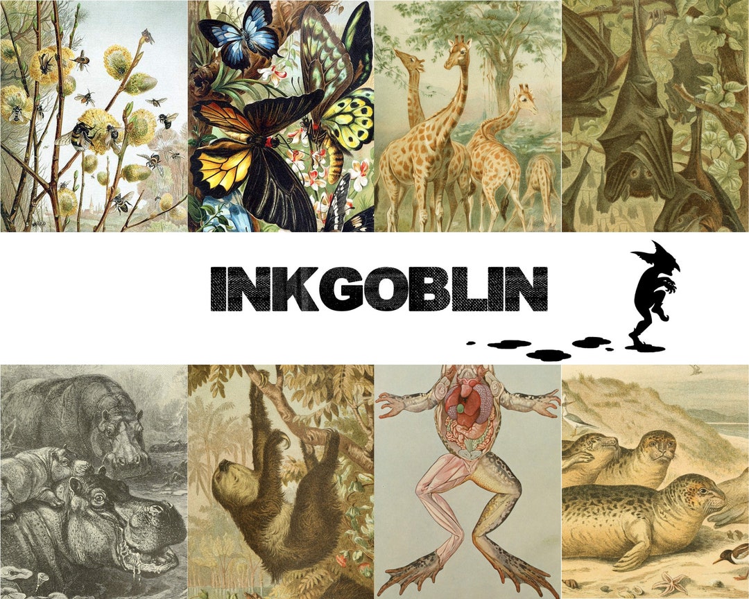 Collection of Vintage Scientific Illustrations Large Digital Download ...