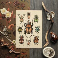 Entomology Print - Etsy