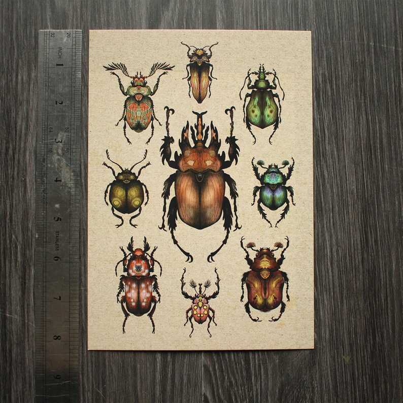 Art Print the Beetles Collection | Etsy
