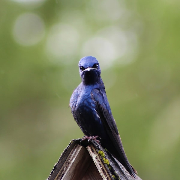 Purple Martin - Etsy