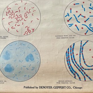 60s Denoyer Geppert Biology Wall Chart - Etsy