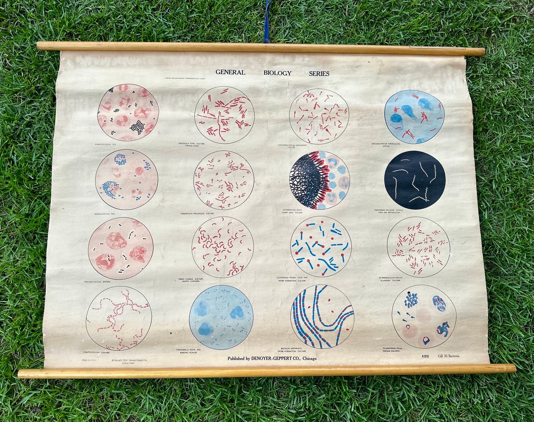 60s Denoyer Geppert Biology Wall Chart - Etsy