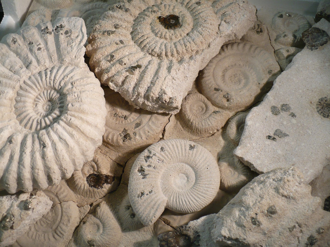 Ammonite Garden Sculptures. Cast With Crystals and Fossils - Etsy