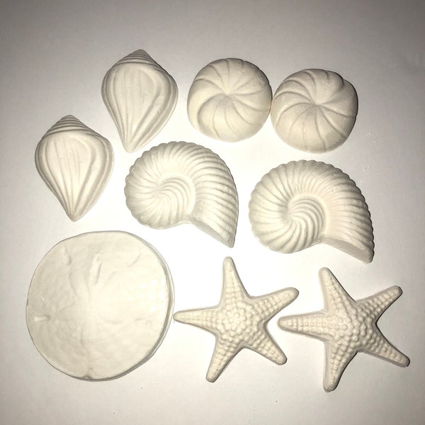 Assorted Seashells - Etsy