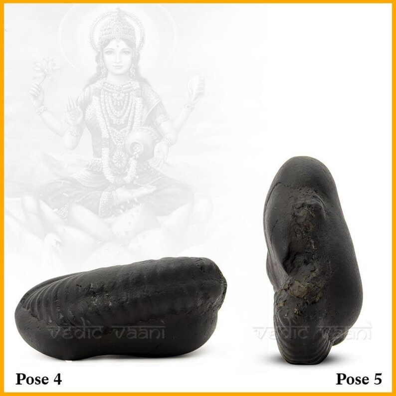 Salagrama Stone Lakshmi Laxmi Shankh Sudarshan Shaligram pack of 4 - Etsy