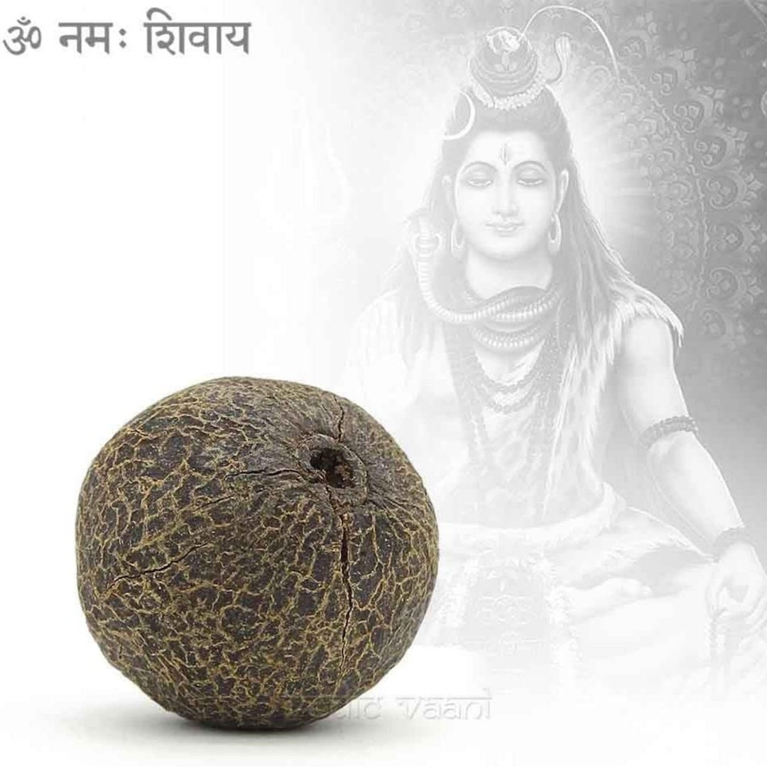 Rudraksh Sacred Fruit-tears of Lord Shiva for Offer Shivalingum set of ...