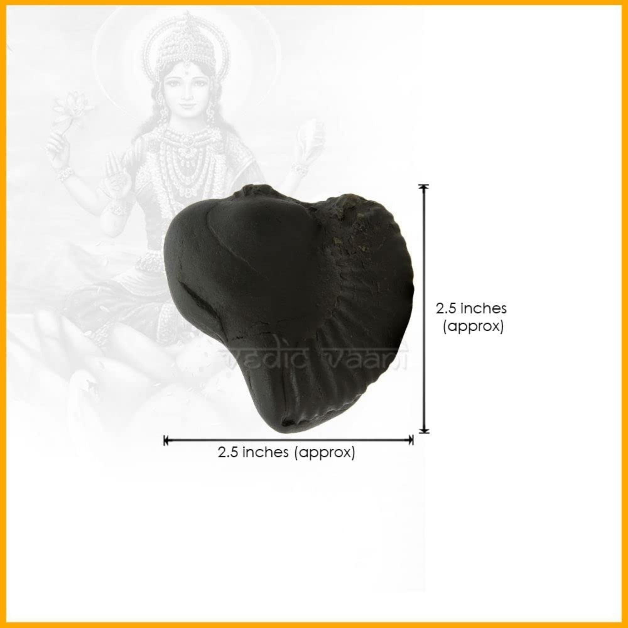 Salagrama Stone Lakshmi Laxmi Shankh Sudarshan Shaligram pack of 4 - Etsy