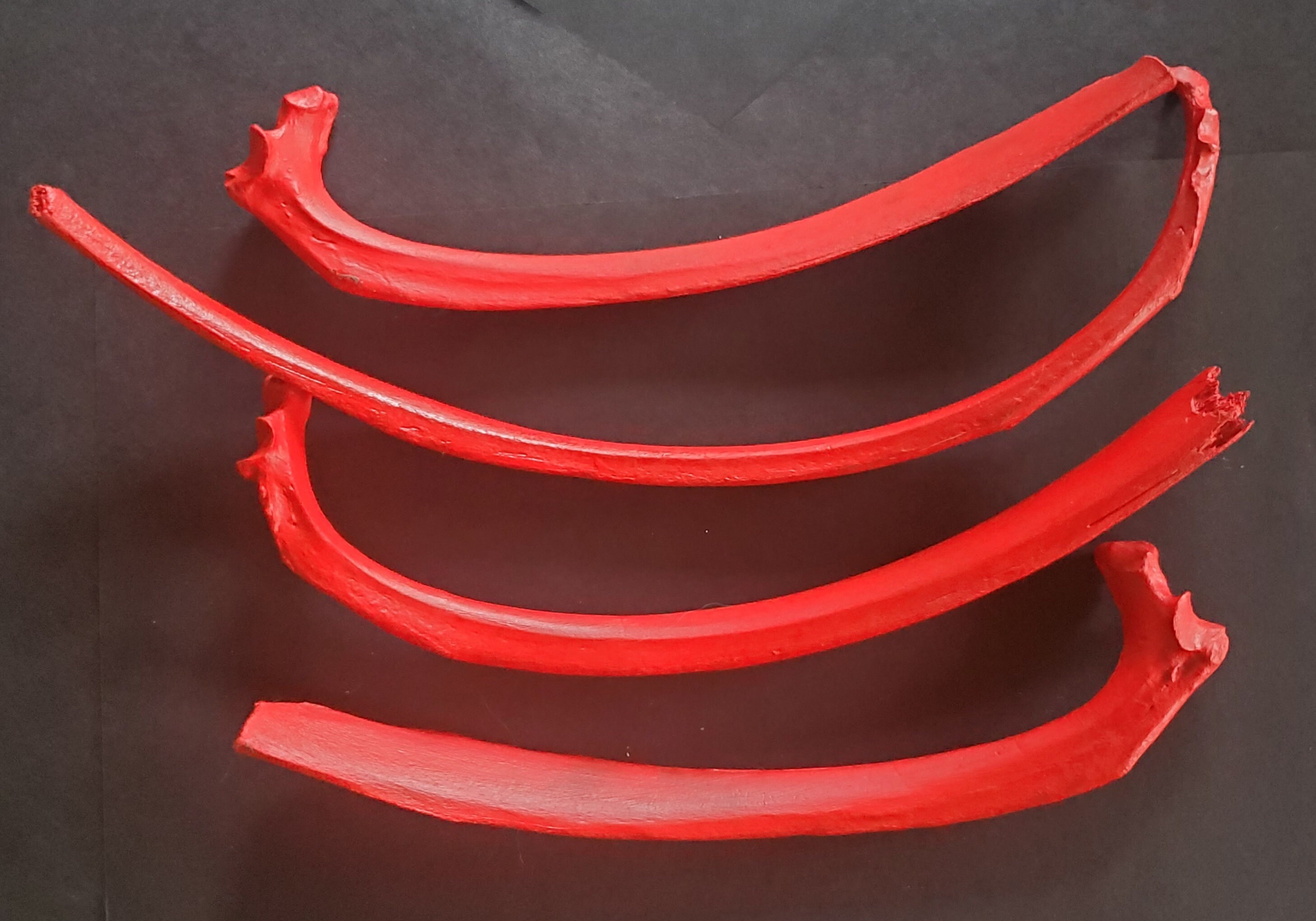 Deer Rib Bones - Etsy