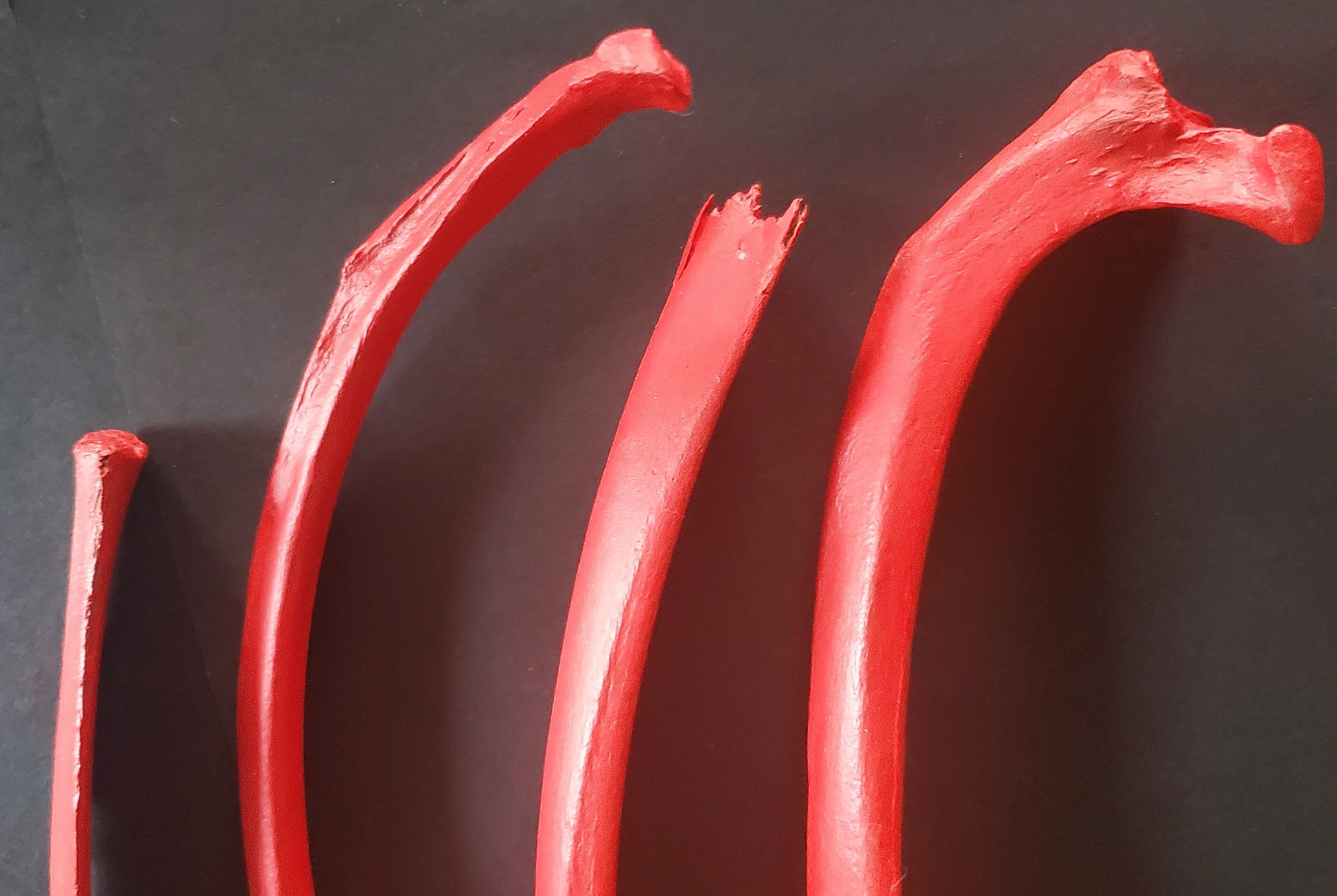 Deer Rib Bones - Etsy