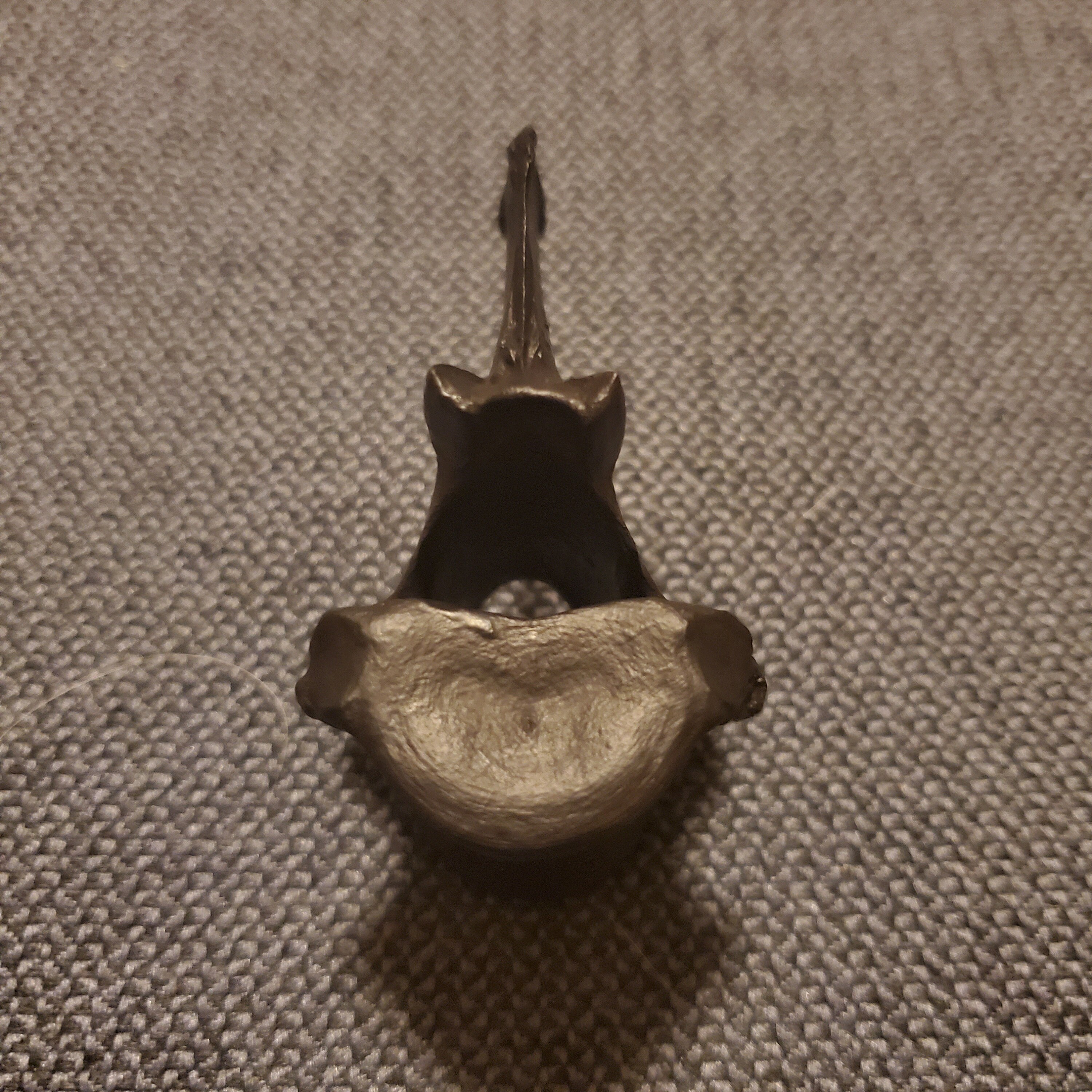 Deer Vertebrae - Etsy