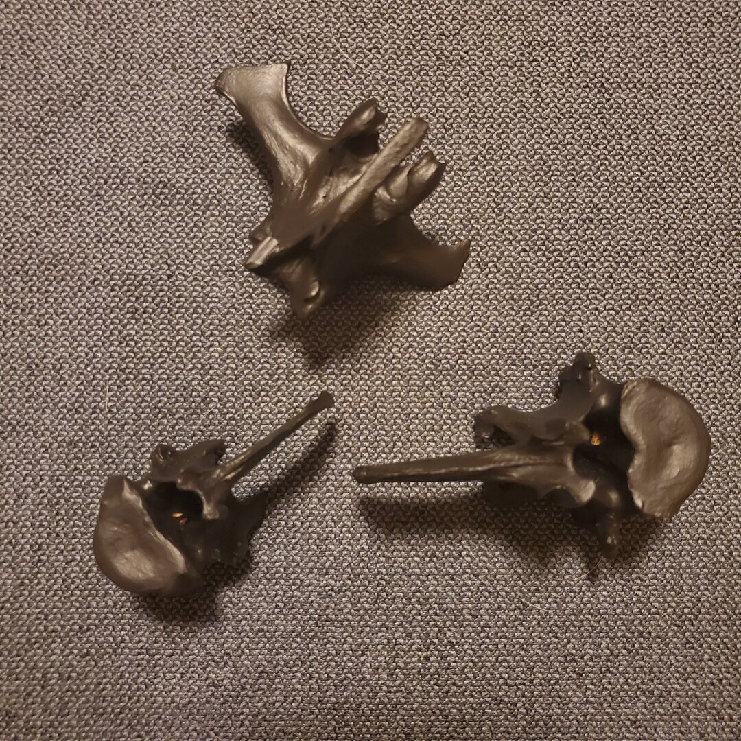 Deer Vertebrae - Etsy