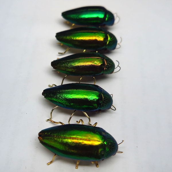 Beetle Brooch - Etsy