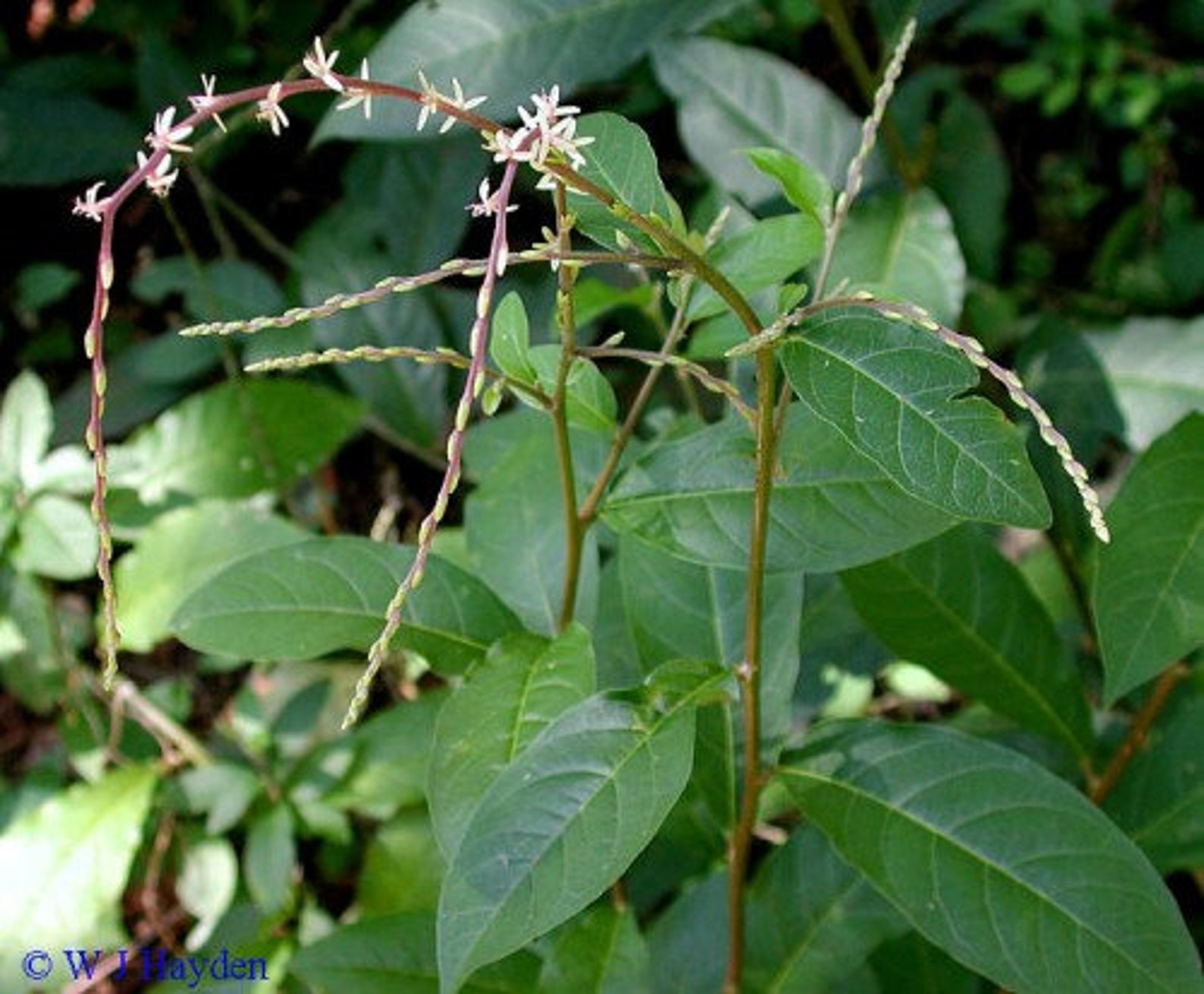 Anamu Guinea Hen Weed petiveria Alliacea Seeds Own - Etsy