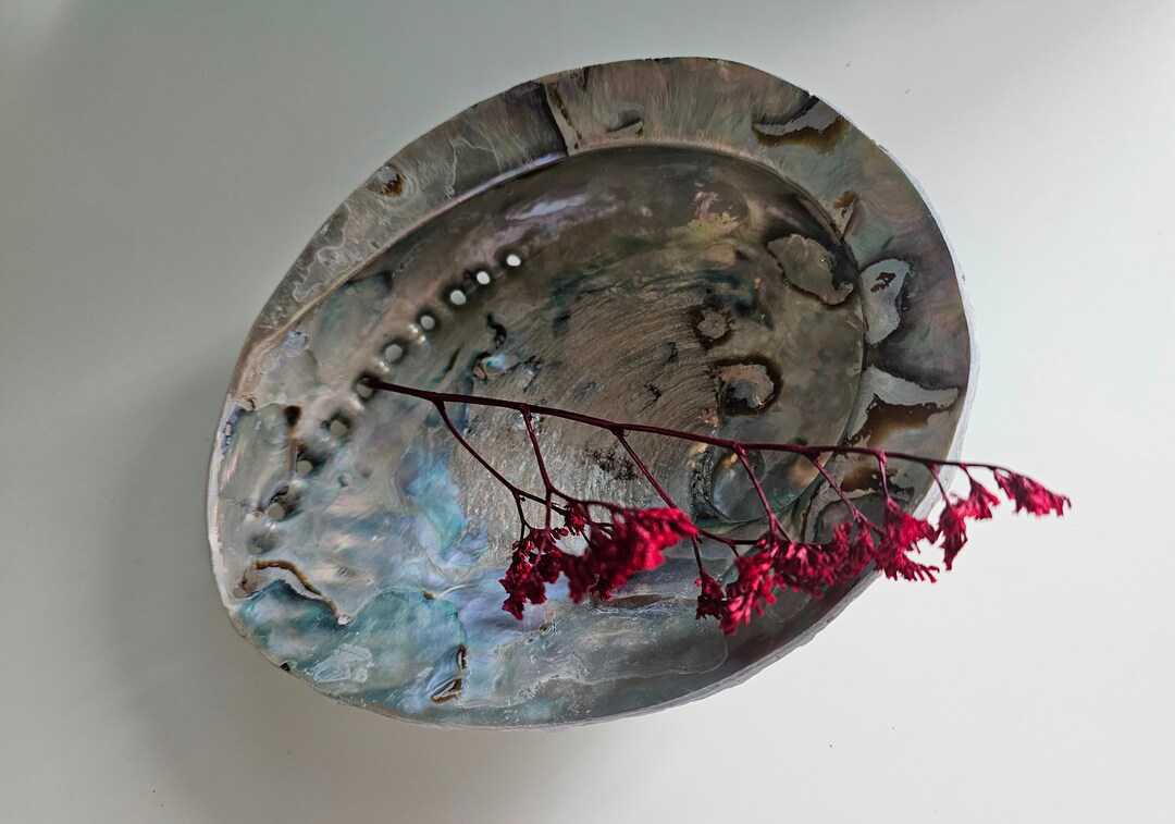 ABALONE Shell for Smudging XXL Size 16.5cm 6.50in Ceremonial Smudge ...