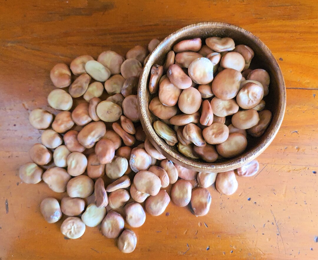 Mojo Wish Beans 25g Vicia Faba Fava Beans Wishing Beans Wish Beans Faba ...