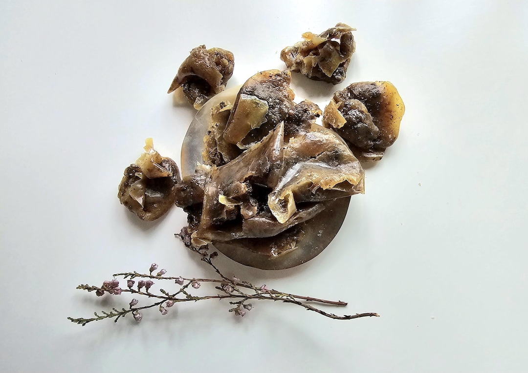 Galbanum Resin, Ferula Galbaniflua, Black Fassoukh Gum Incense, Wet and ...